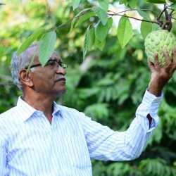 Top Alive Plant Plant Nurseries in Bhel - Best Alive Plant Plant ...