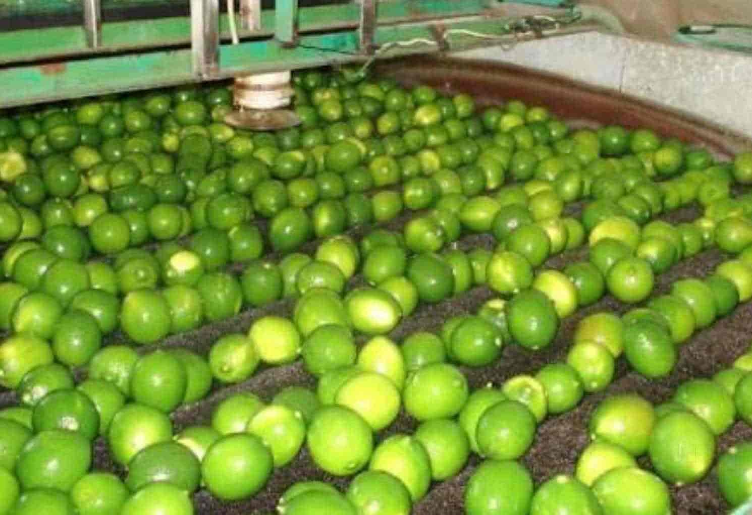 Gowtham Lemon Merchants in Dwaraka Tirumala, West Godavari - Best Lemon ...