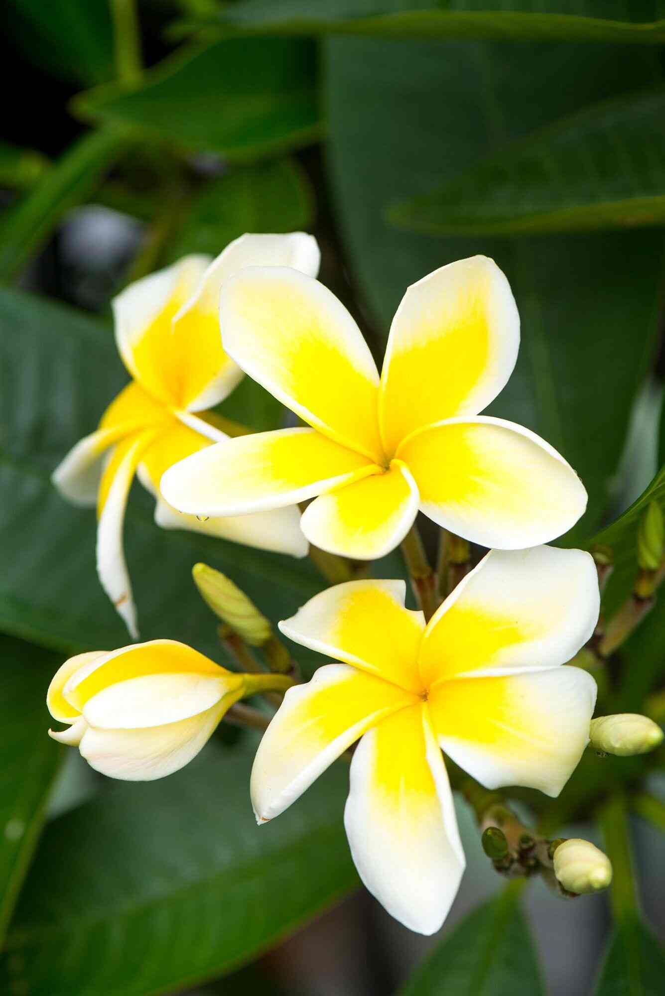 Nisthar Nisthu in Abdurahiman Nagar, Malappuram - Best Jasmine Flower ...