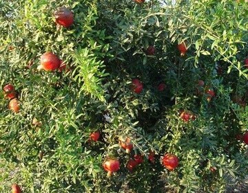 Anaar - Get Best Price from Manufacturers & Suppliers in India