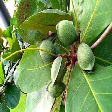 Badam Tree Indian Almond Tree Terminalia Catappa Plant in Ahmedabad ...