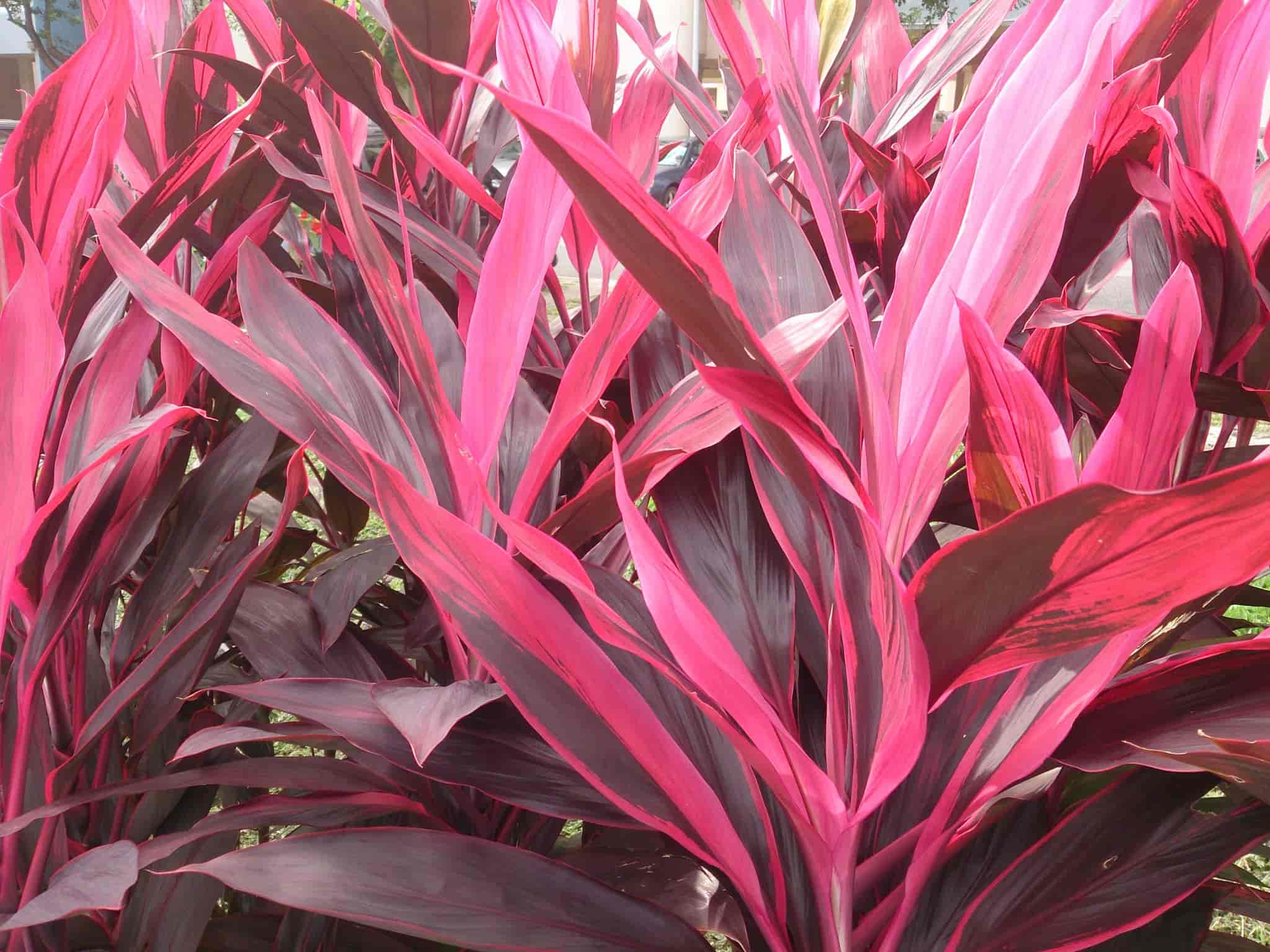 Cordyline Plant Importers - Get Best Price from Manufacturers ...