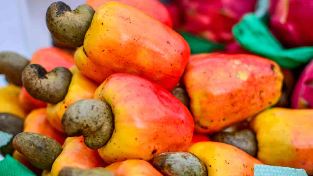 Cashew Shell - Premium, Natural, Eco-Friendly - Justdial Verified
