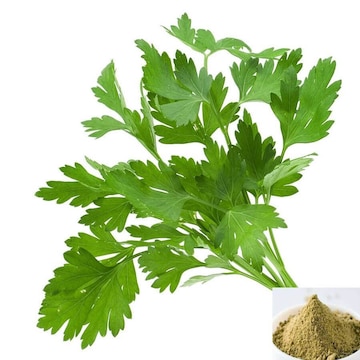 coriander leaf indore