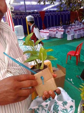 Money Plant in Kolkata - Dealers, Manufacturers & Suppliers -Justdial