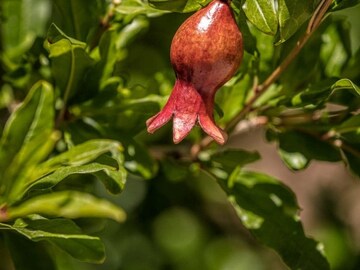 Anaar - Get Best Price from Manufacturers & Suppliers in India