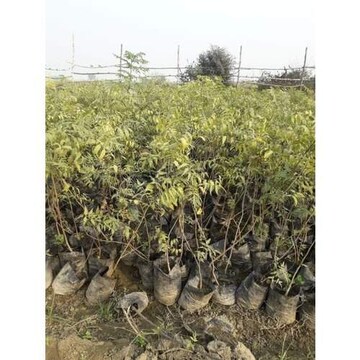 Neem Plant in Gwalior - Dealers, Manufacturers & Suppliers - Justdial