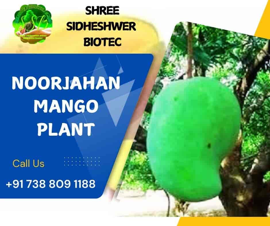 Noorjahan Mango Plant Grafted in Bangalore - Dealers, Manufacturers ...