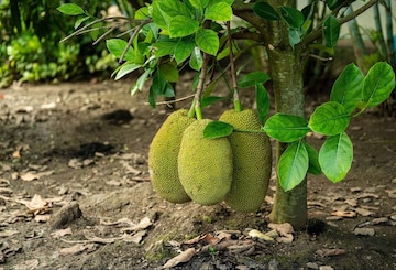 jackfruit tree goa
