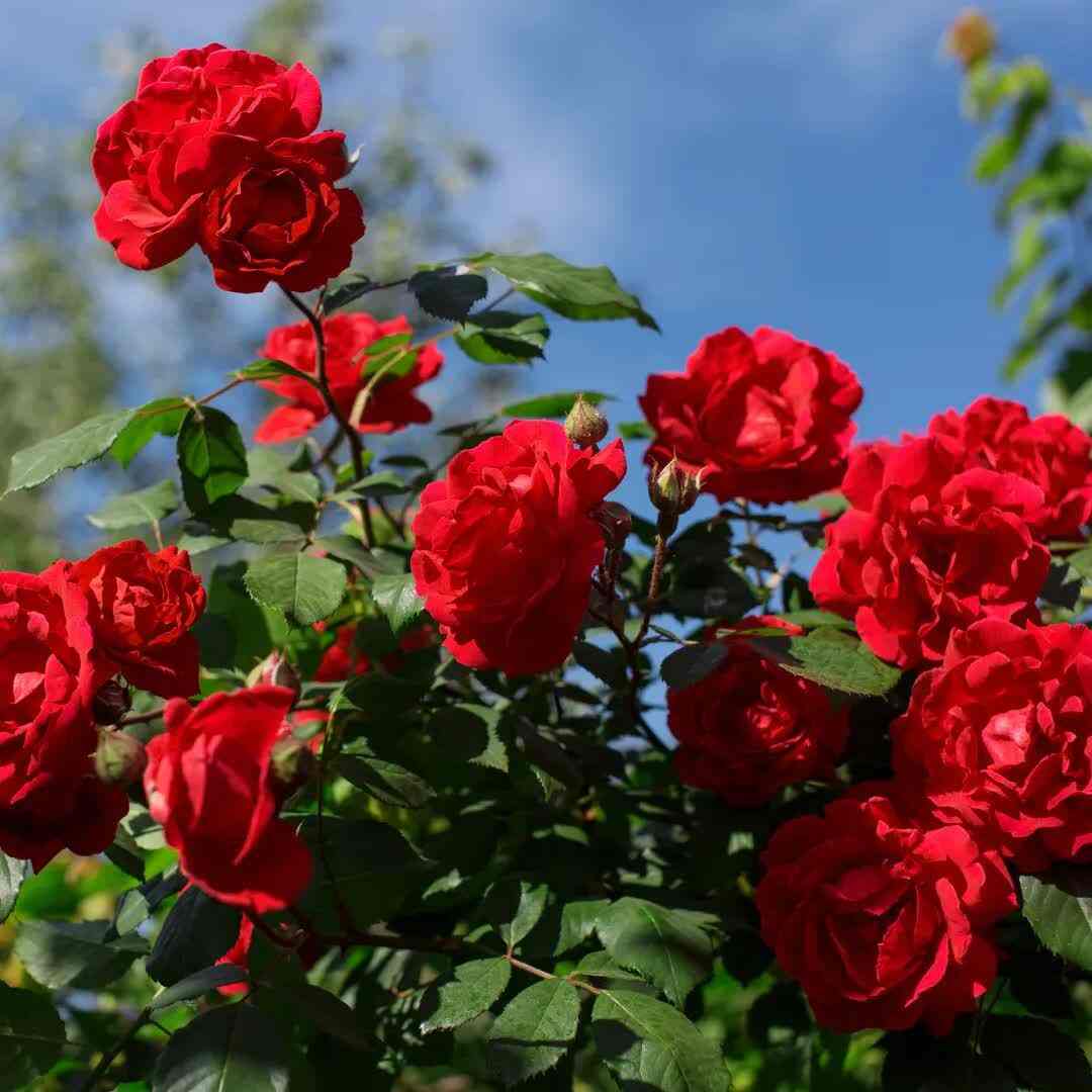 Rose Tree in Jodhpur - Beautiful, Fragrant, Lush - Justdial Verified