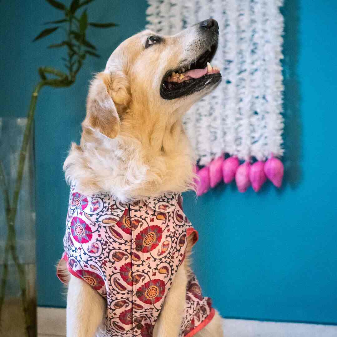 Dog clothes delhi store