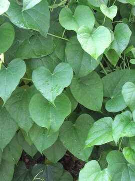 tinospora cordifolia medicinal uses