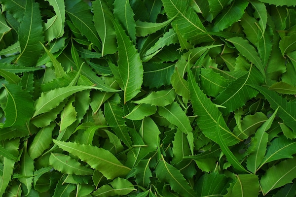 is neem leaf safe