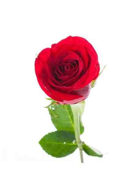 Rose Flavor in Surat - Dealers, Manufacturers & Suppliers - Justdial