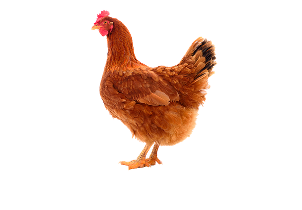 Sasso Chicken