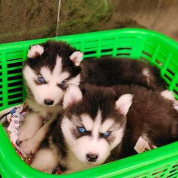Ips Pets in Nandini Layout,Bangalore - Best Pet Shops For Dog near me ...