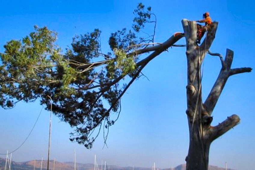 Sampath Tree Cutting in Banashankari 3rd Stage, Bangalore - Best Tree ...