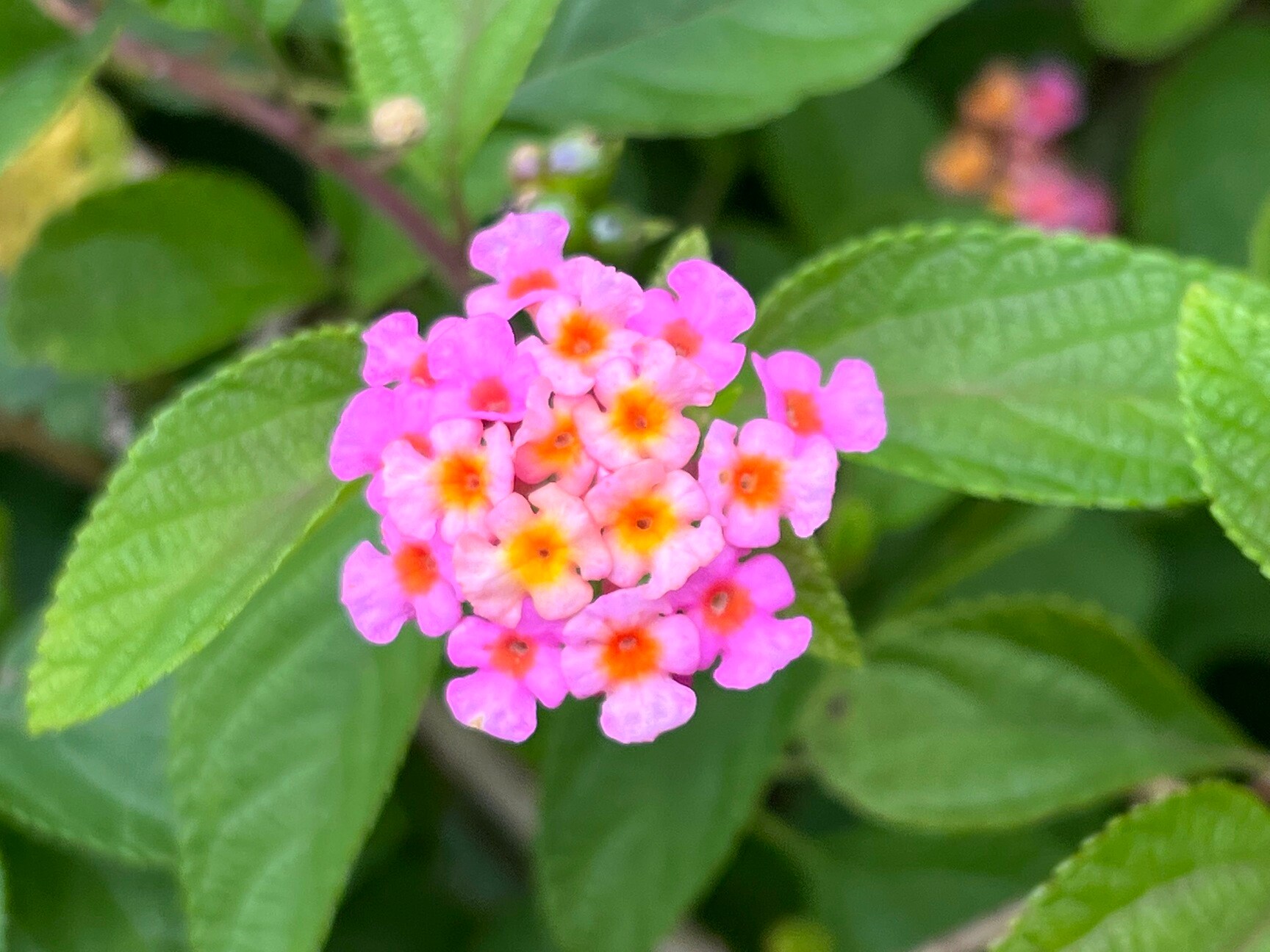 Anand Poultry Farms in Kammluru, Bangalore - Best Poultry Farms in ...