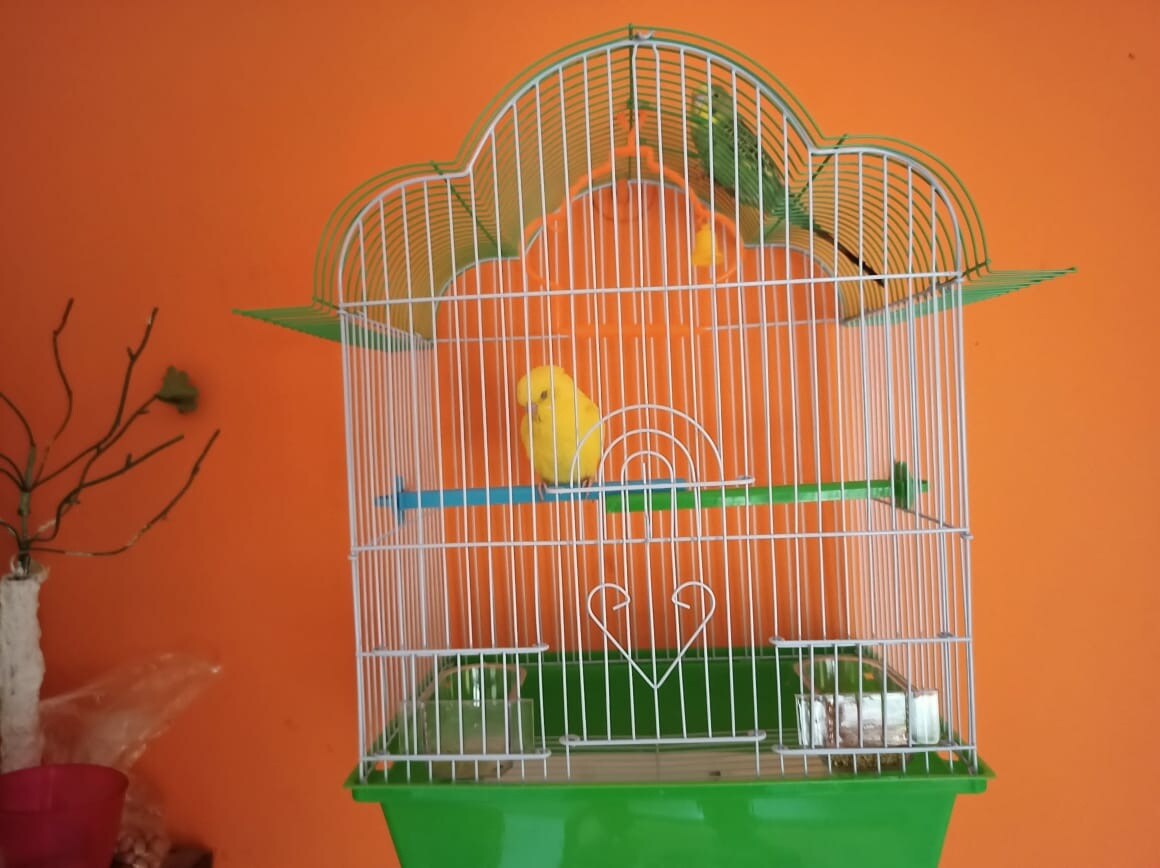 New Classic Aquarium in Subramanya Nagar,Bangalore - Best Aquarium ...