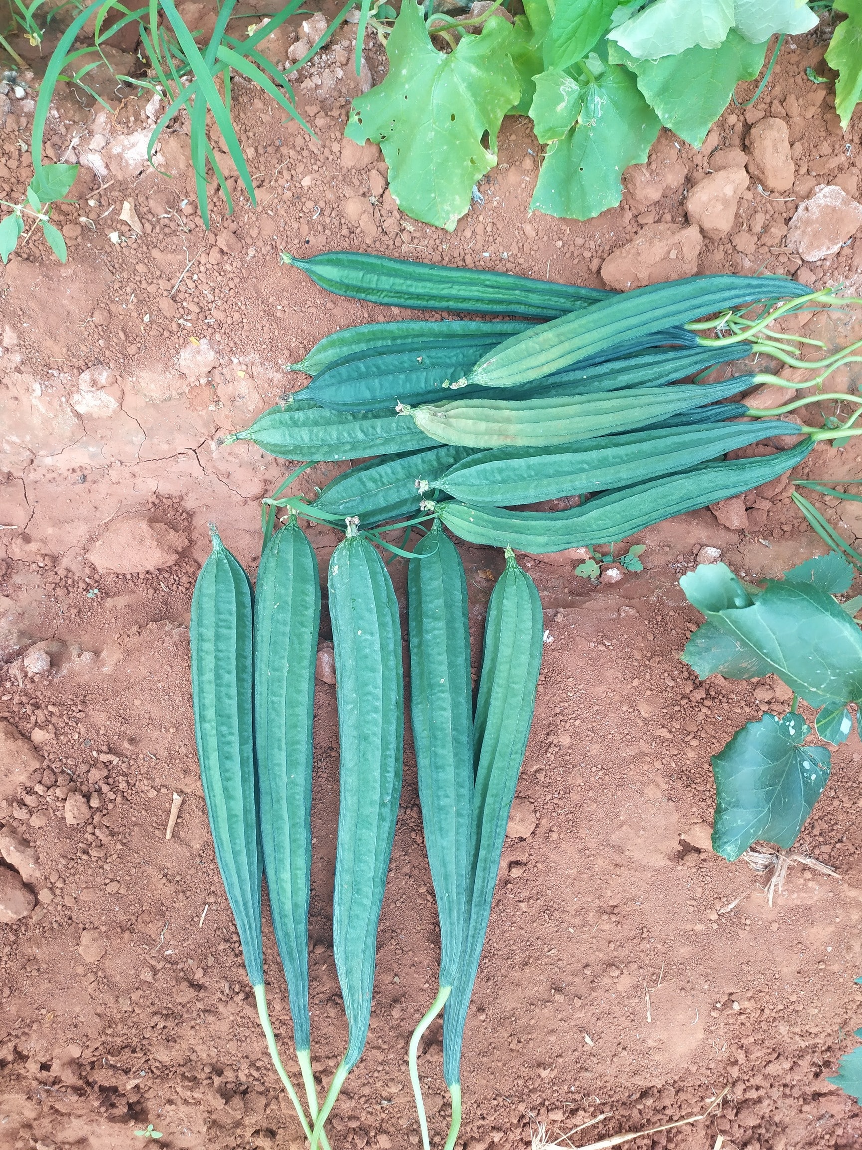 Suvarna Hybrid Seeds Private Limited in Yelahanka New Town,Bangalore ...