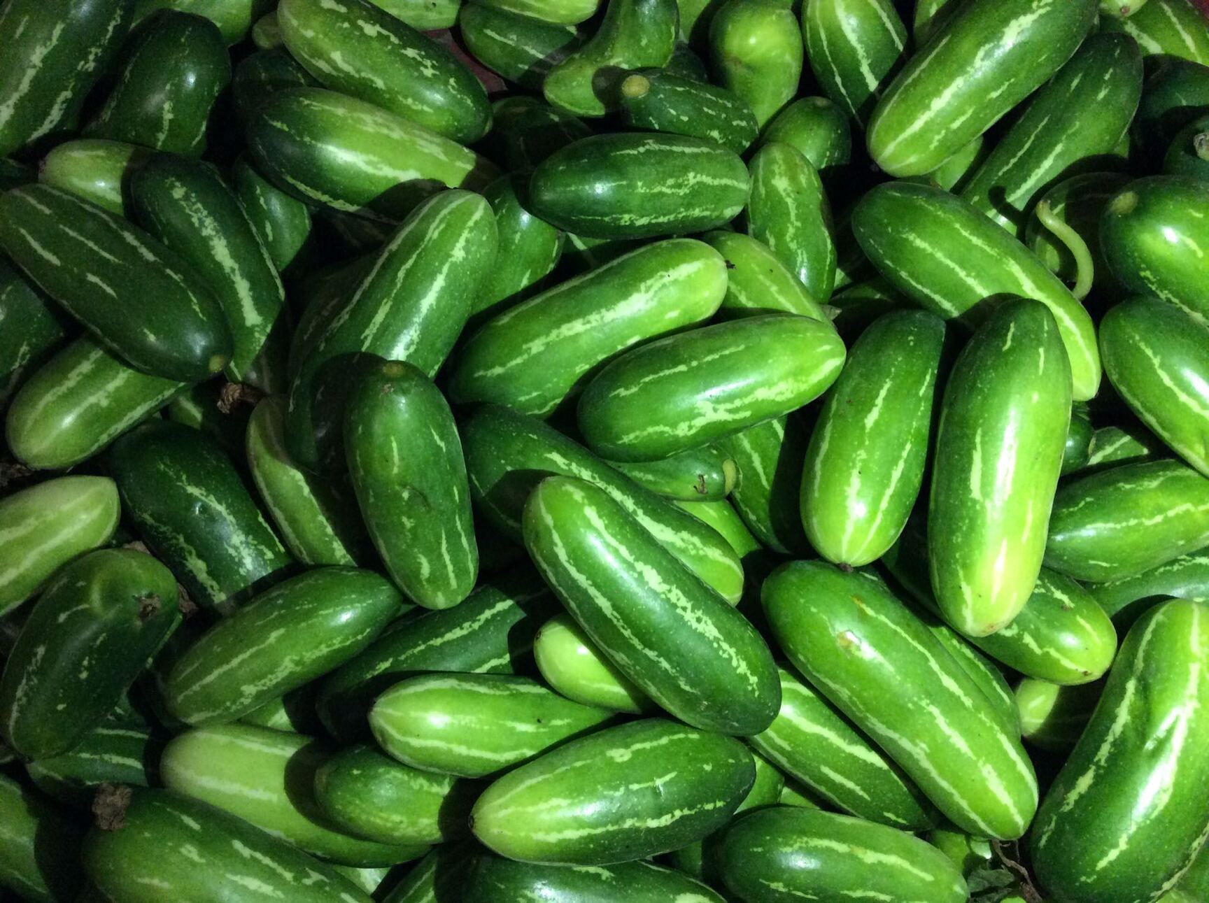 Slr Organic Farm in Nelamangala, Bangalore - Best Organic Vegetable ...