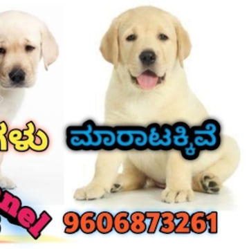 Top Dog Importers in Hubli near me - Justdial