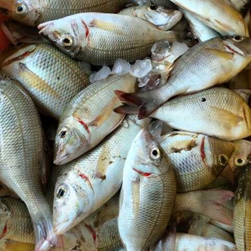 Catalogue - Ocean Feast in Porur , Chennai - Justdial