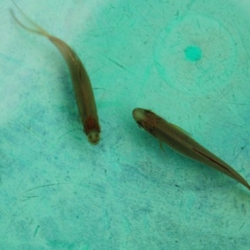 P Thambi Fish Farm in Lakshmipuram, Chennai - Best Fish Farming in ...