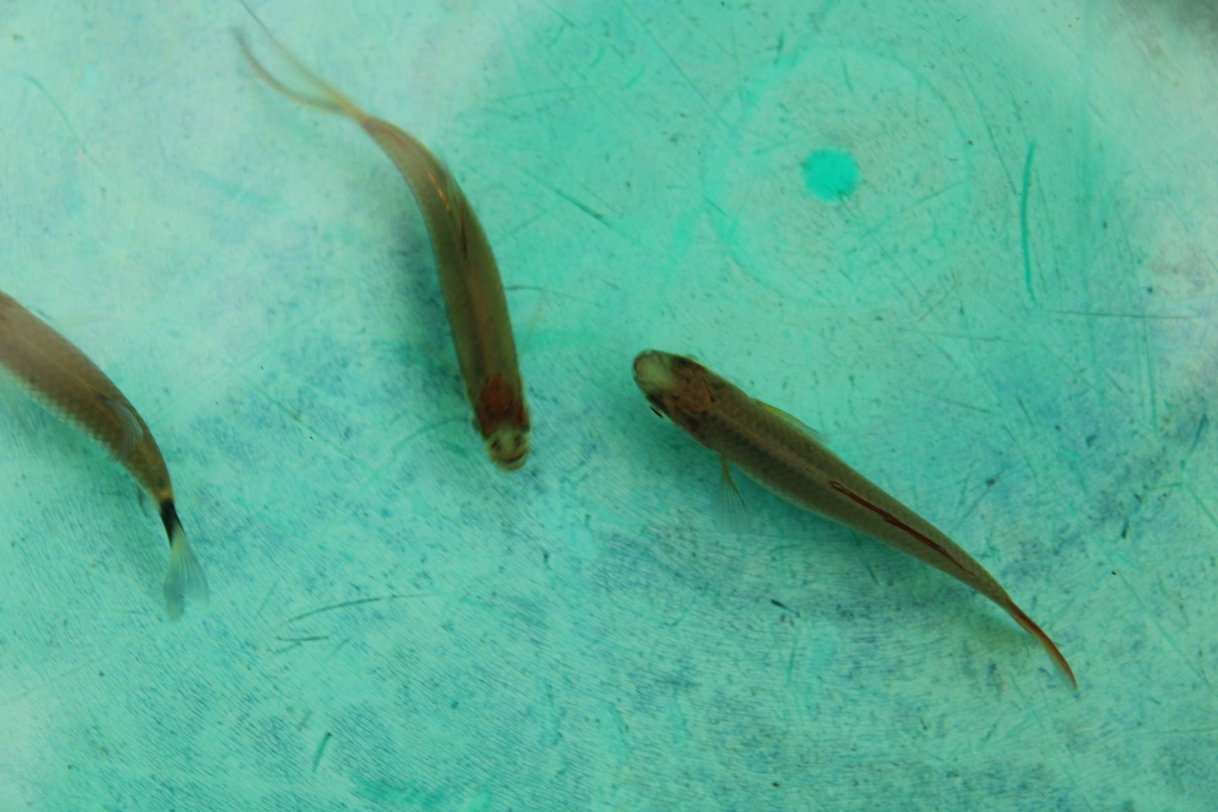 P Thambi Fish Farm in Lakshmipuram, Chennai - Best Fish Farming in ...