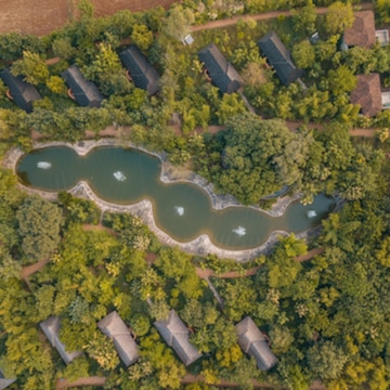 tendu leaf khajuraho