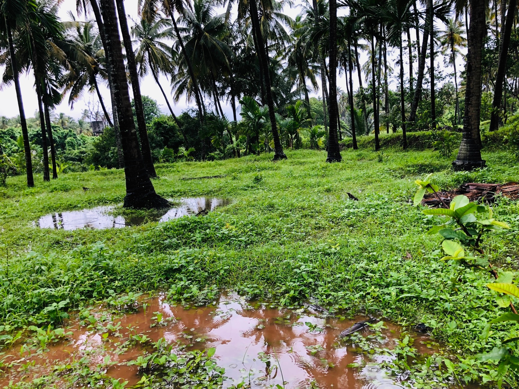 Book Kalpa Farms in Kumittipathi,Coimbatore - Best Farm House On Rent ...