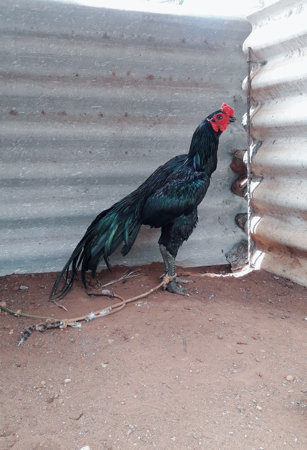 Kongu Sundar Seval Farm in Chettipalayam, Coimbatore - Best Poultry ...