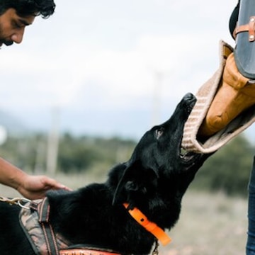 Top Dog Trainers in Coimbatore - Best Dog Training Centres - Justdial