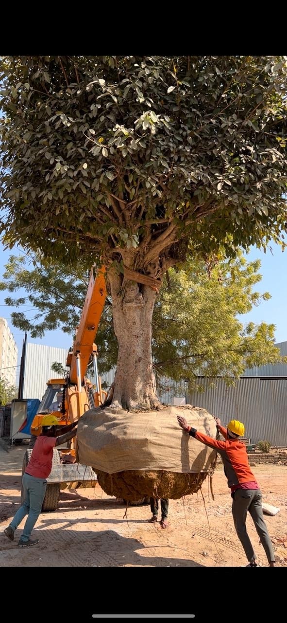 Professional Tree Cutting Services in Gurgaon Gurgaon Trusted Tree Trimming Service Provider