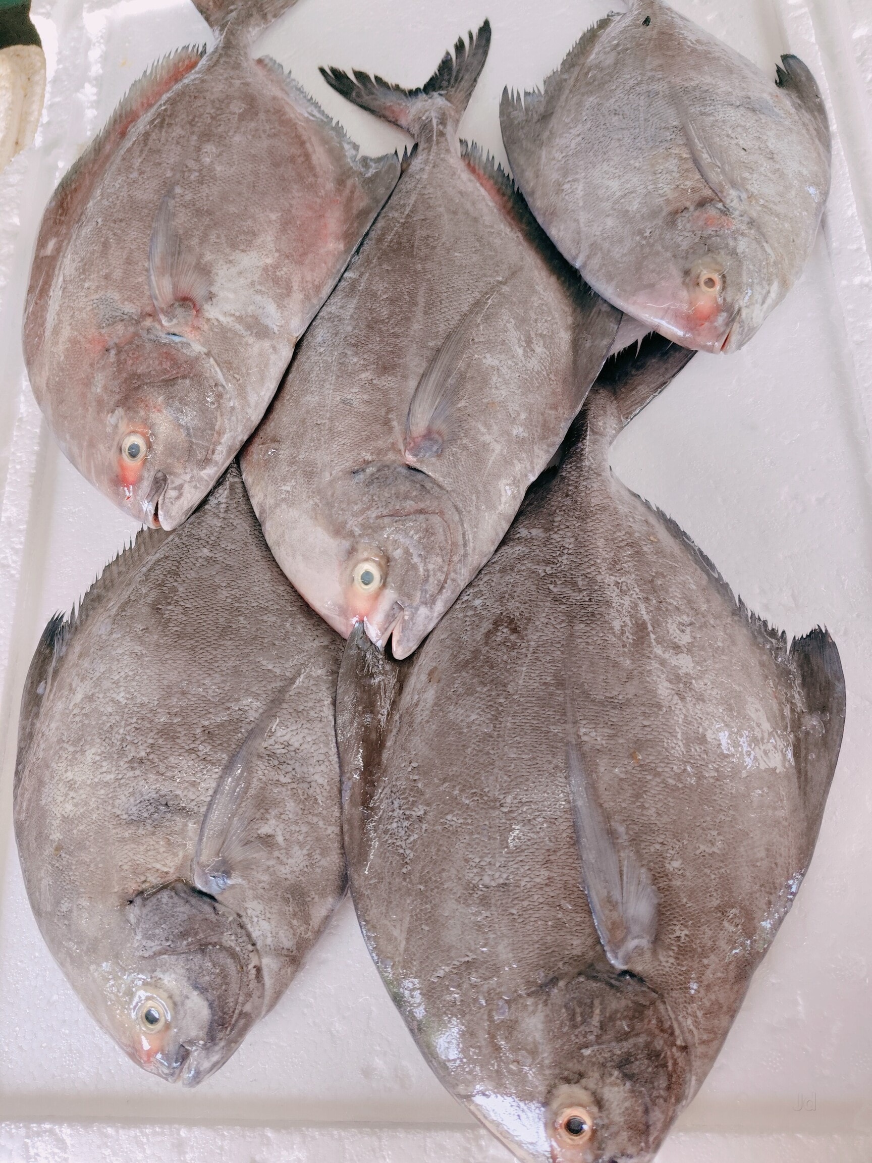 Bismillah fish shop in Gandhinagar Sector 24,Gandhinagar-gujarat - Best ...