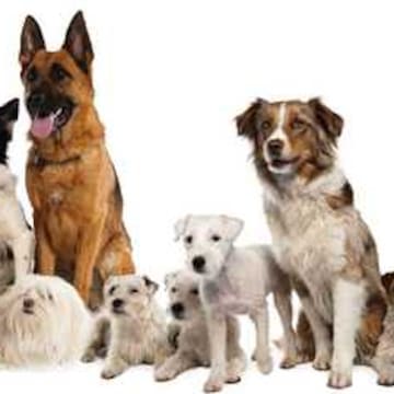 Christopher Pets Grooming Parlour in Prashant Colony,Hubli - Best Dog ...