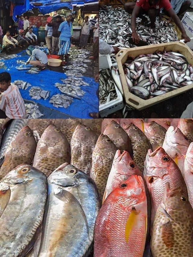 Fresh fish market stall in Musheerabad Hyderabad Best Fish Retailers near me in Hyderabad Justdial