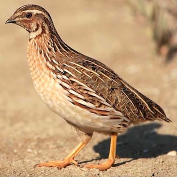 Yumnah Quail Farming in Malakpet, Hyderabad - Best Quail Farming in ...