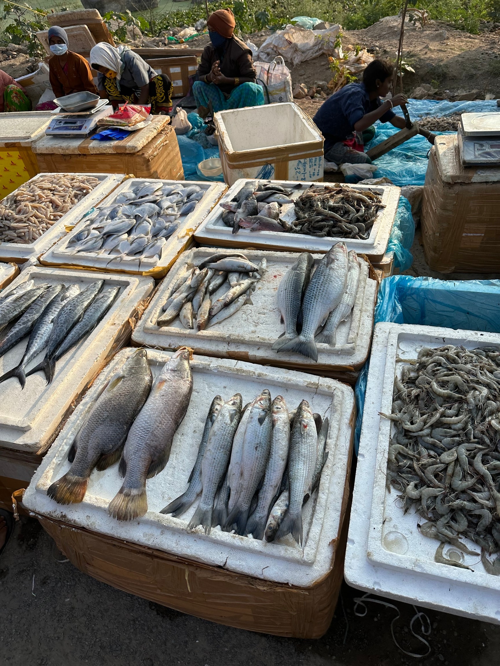 Pragathi Nagar Fish Market in Chenchuguda,Hyderabad - Best Fish Markets ...