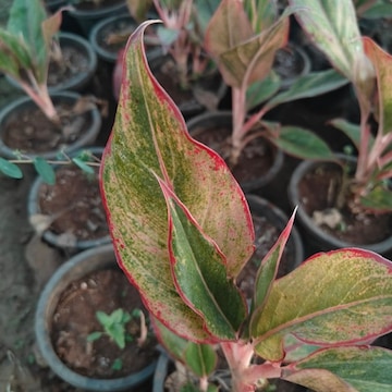 Plant Nurseries in Palsana, Kalol Gandhinagar Gujarat - Explore ...