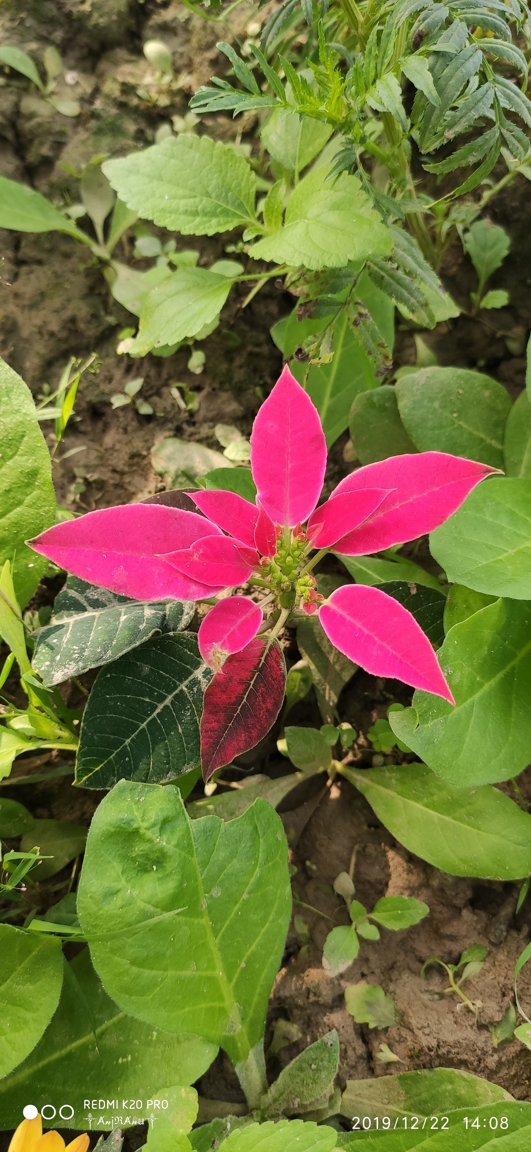 Basanti Nursery in Action Area 2c,Kolkata - Best Plant Nurseries near ...