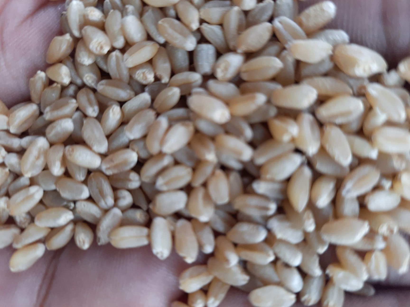 Welcome General Store in Borivali West,Mumbai - Best Grocery Home ...