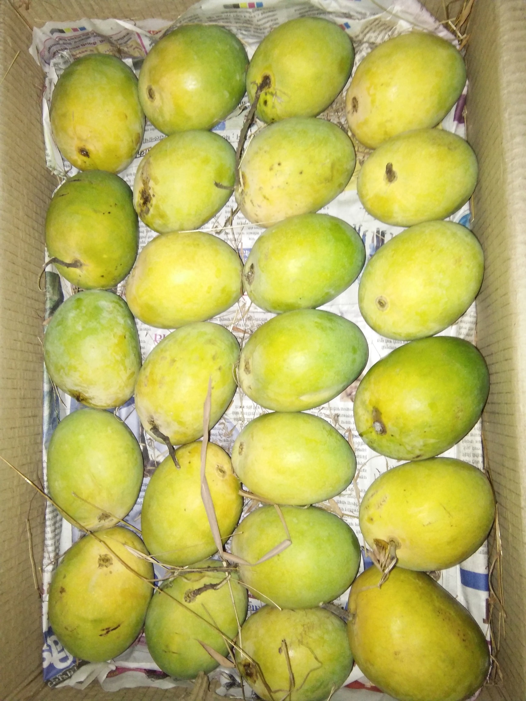 Shree Ganesh Mangoes Merchant in Borivali West,Mumbai - Best Fruit ...