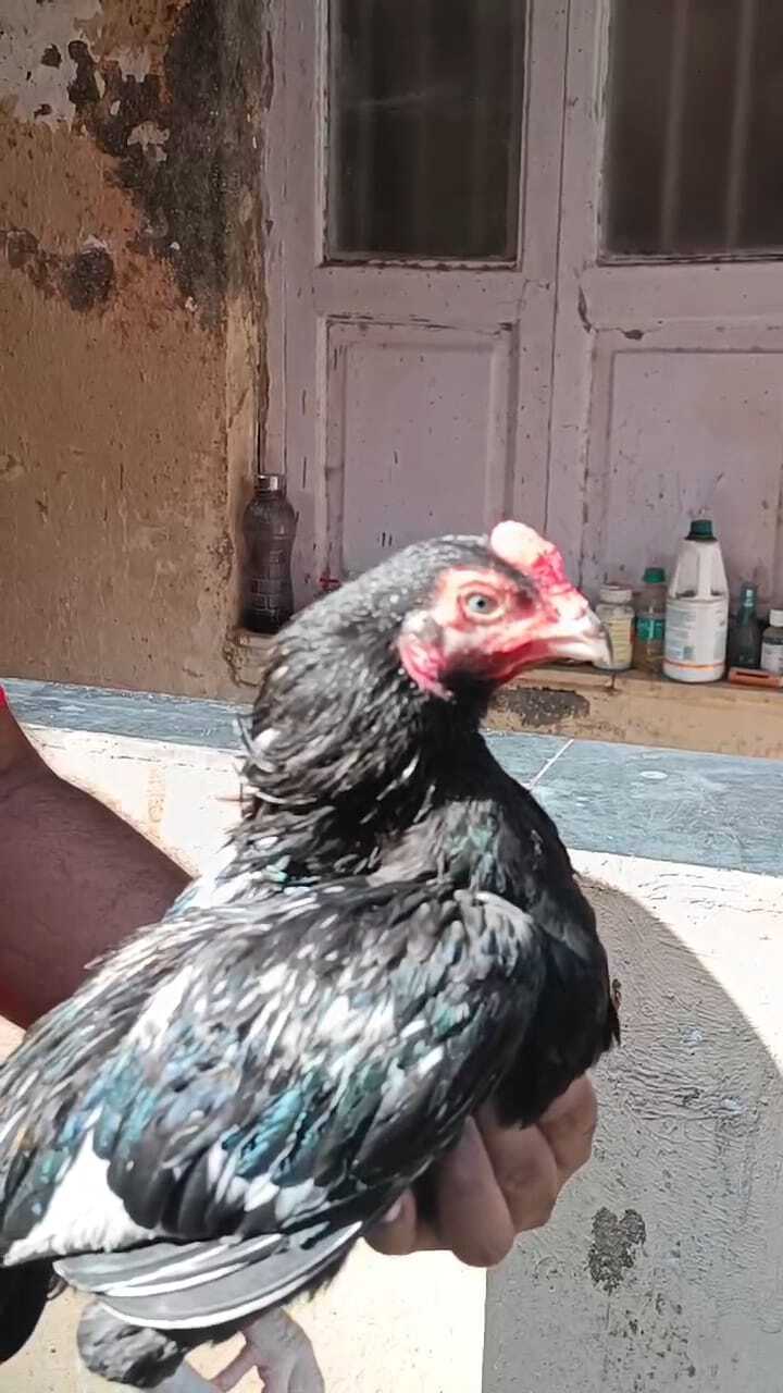 Royal Aseel Farm in Malad West, Mumbai - Best Poultry Farms in Mumbai ...
