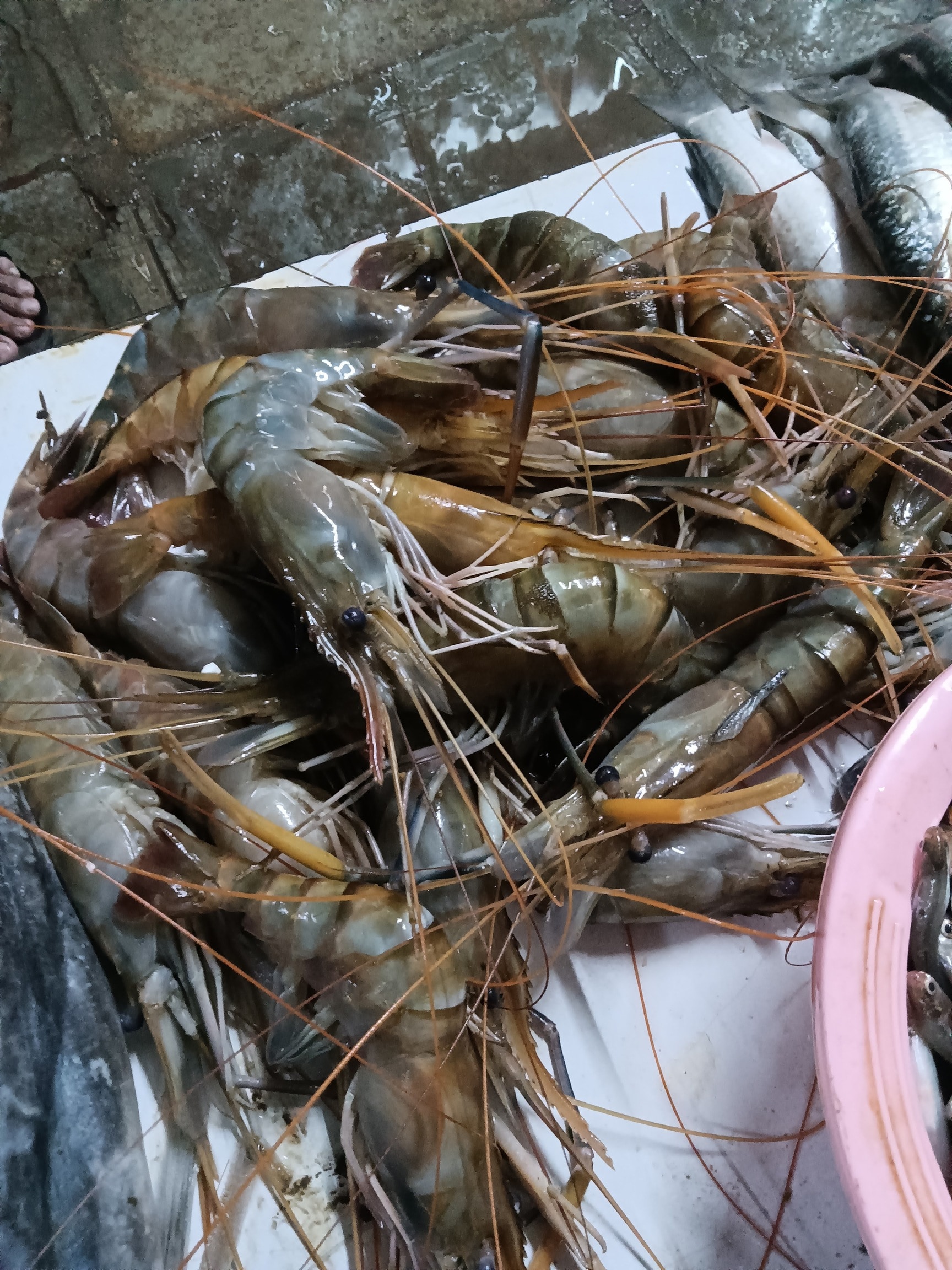Akbar Fish Center in Wadala West,Mumbai - Best Fish Retailers near me ...