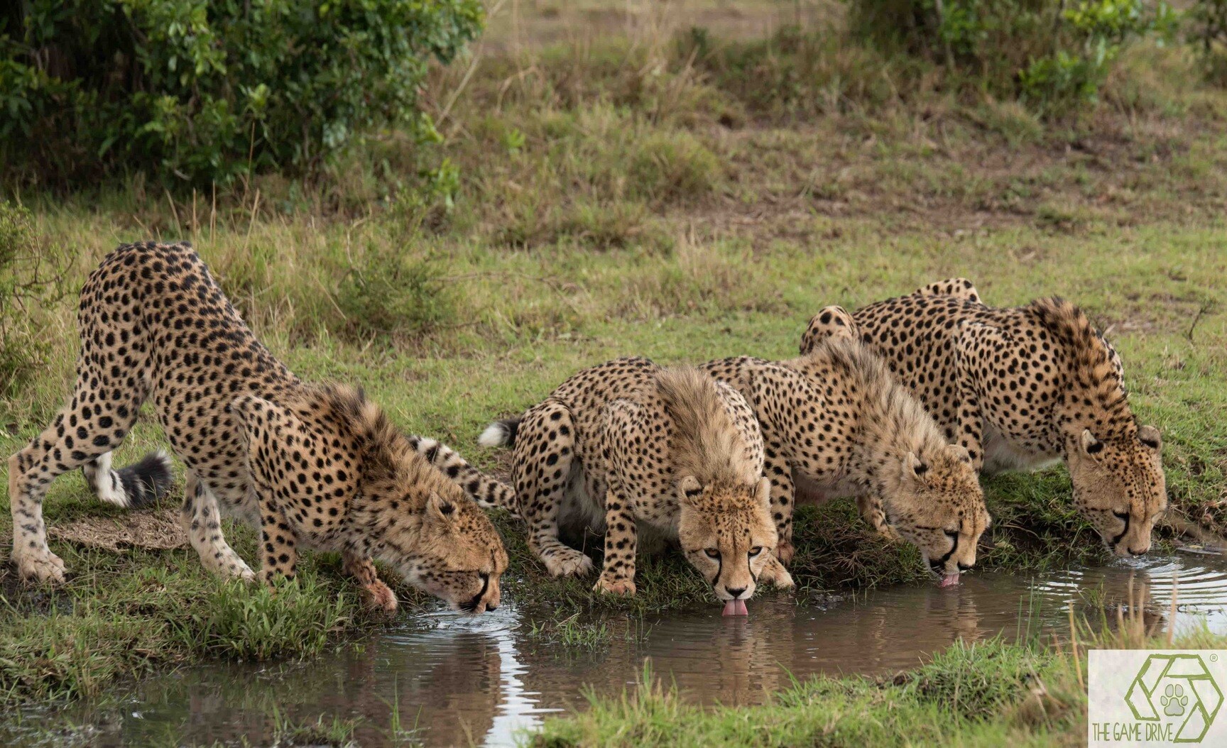 The Game Drive in Prabhadevi,Mumbai - Best Tour Operators in Mumbai ...