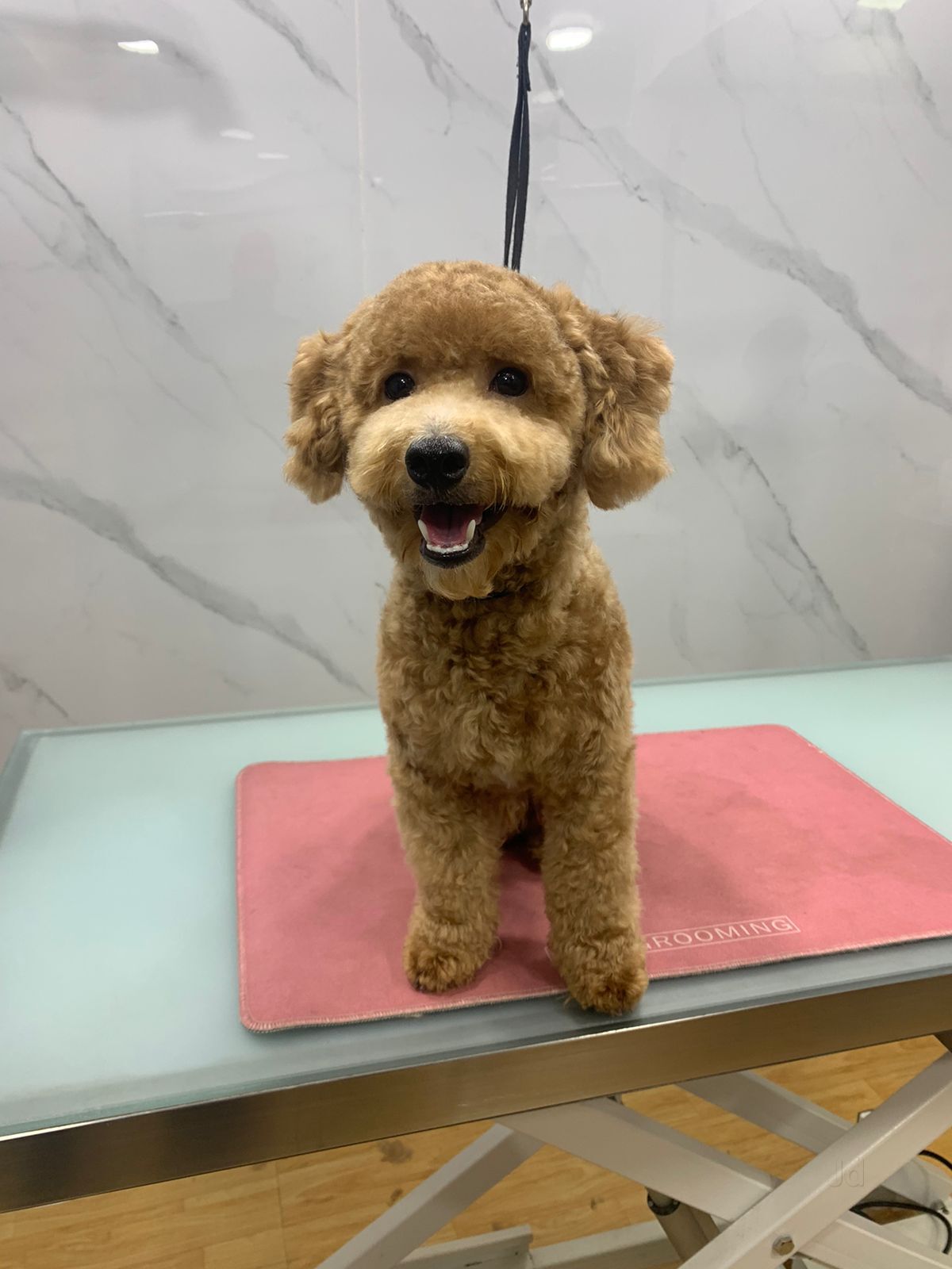 Pawhub Pet Grooming Studio in Bandra West Mumbai Best Pet Grooming Services near me in Mumbai Justdial