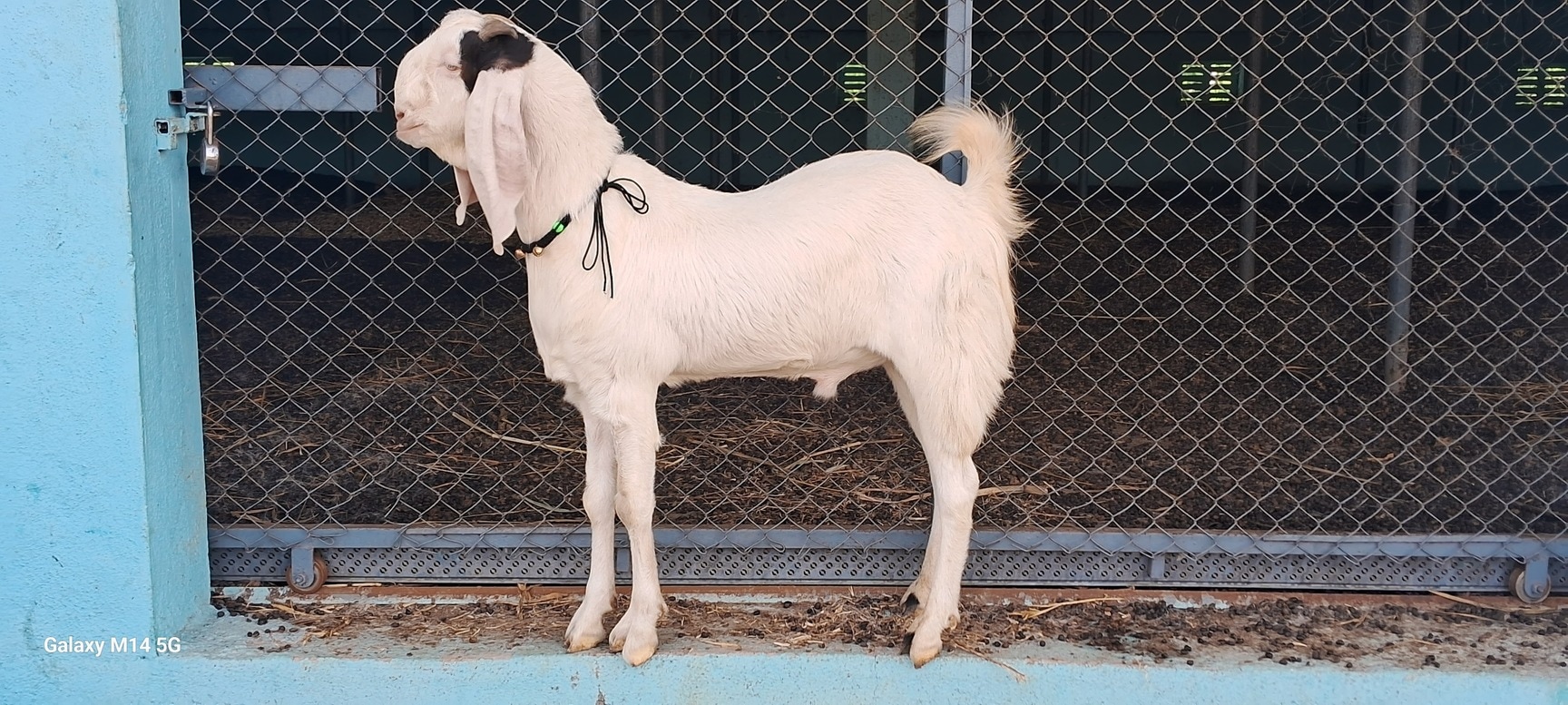 Maharashtra Goat Farm in Brahmanwade, Nashik - Best Agro Farming ...
