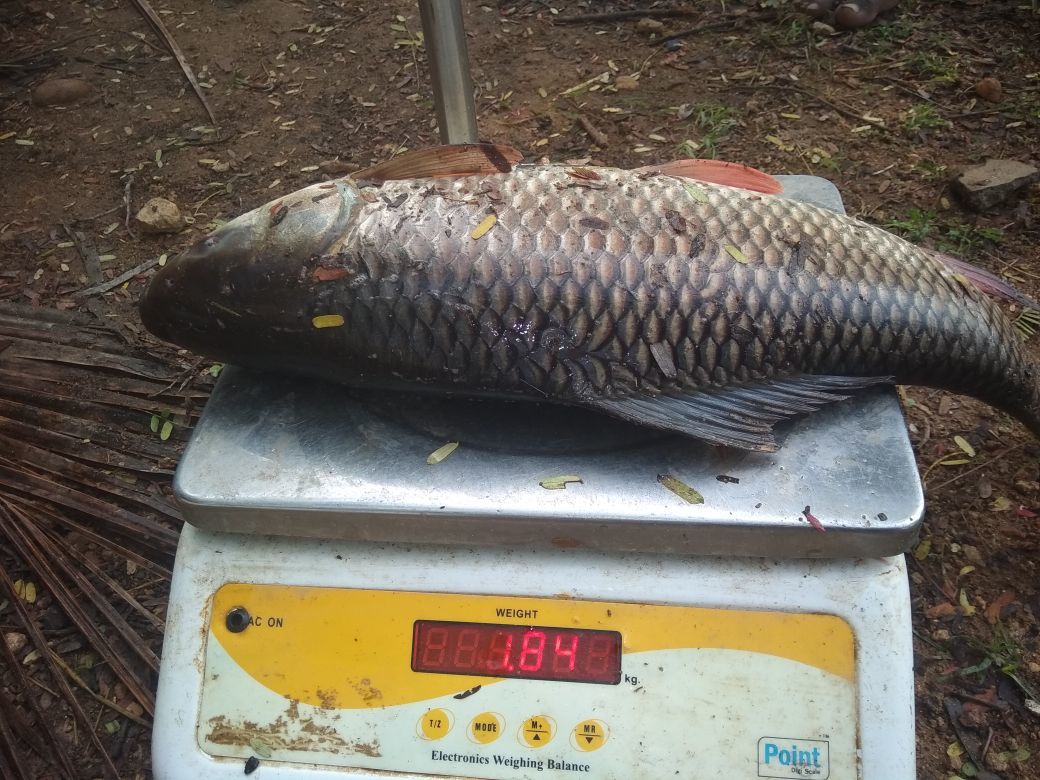 P P S & Sons Fish Farm in Parambur,Pudukkottai - Best Fish Farming near ...