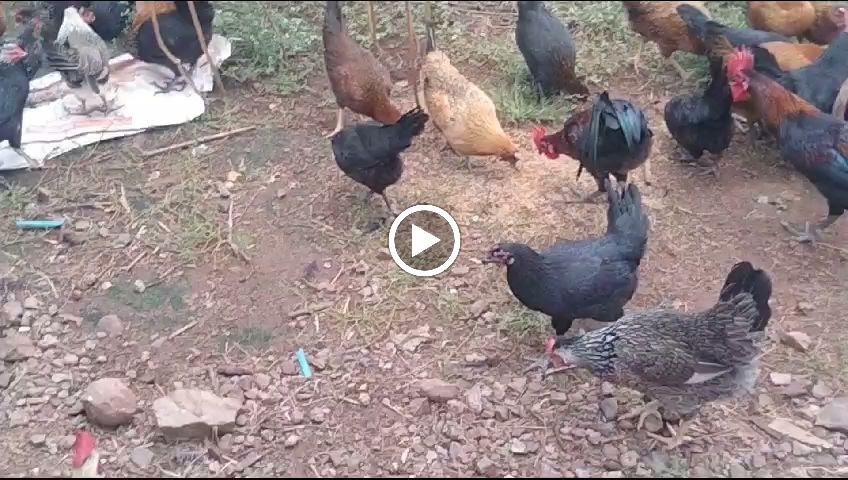 Gavran Kombdi in Dattanagar, Pune - Best Poultry Farms in Pune - Justdial